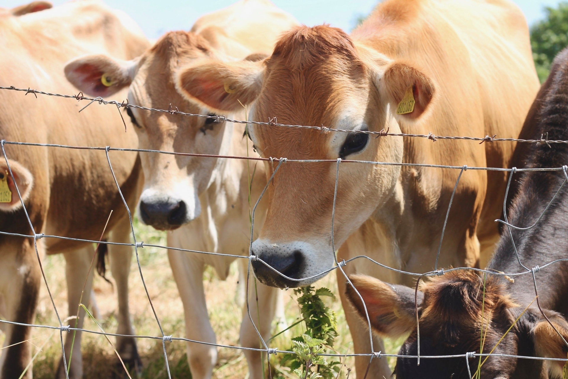 Yarn Photo Day with Jersey Cows | Fig Tree Yarns